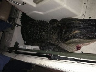 Two MASSIVE Gators Caught in Mississippi (PHOTOS)