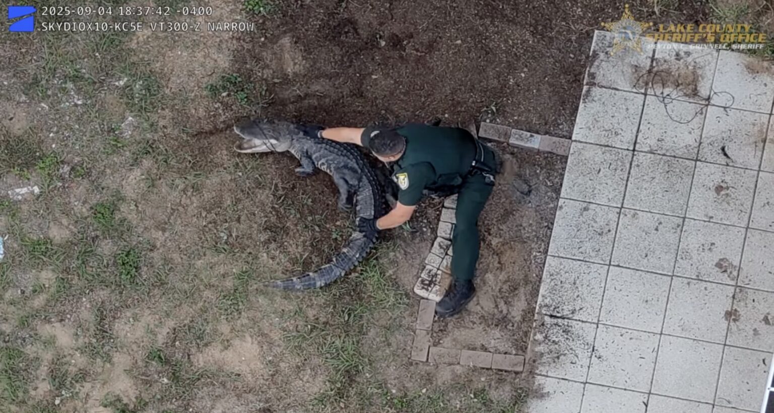 Florida Cops Lasso and Capture 6-Foot Alligator